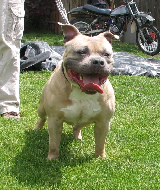 Sawtooth Pitbull Farm pit bull breeding | Sawtooth Pitbull Farm