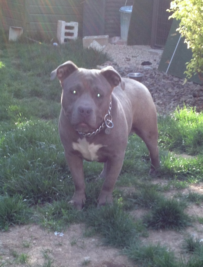 Sawtooth Pitbull Farm pit bull breeding | Sawtooth Pitbull Farm